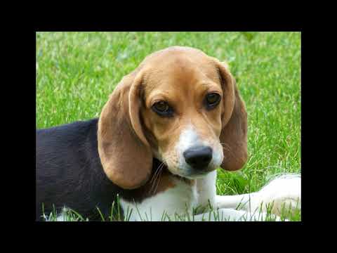 Interesting Facts About Beagles Youtube
