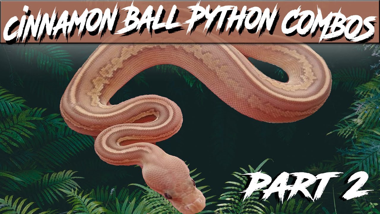 Cinnamon Ball Python Morph Combos Part 2 Jack S Reptiles Youtube