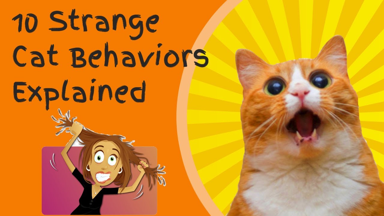 10 Strange Cat Behaviors Explained Youtube