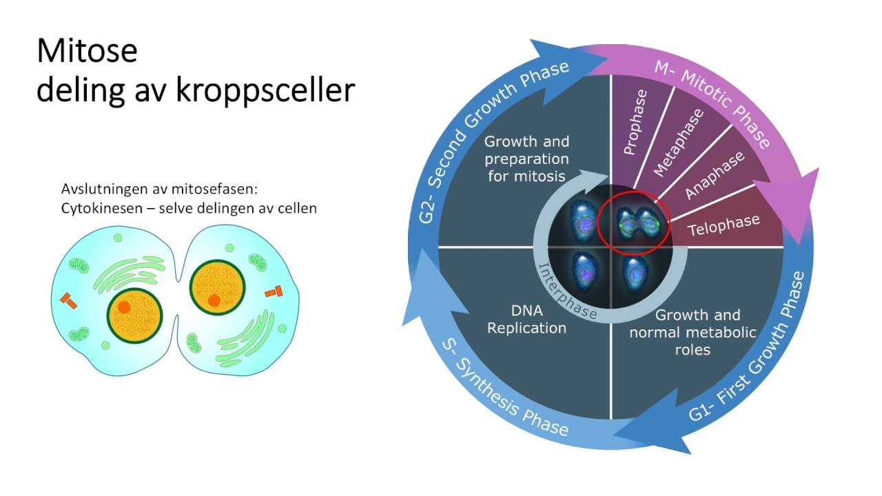 Celler Celledeling Del1 Youtube
