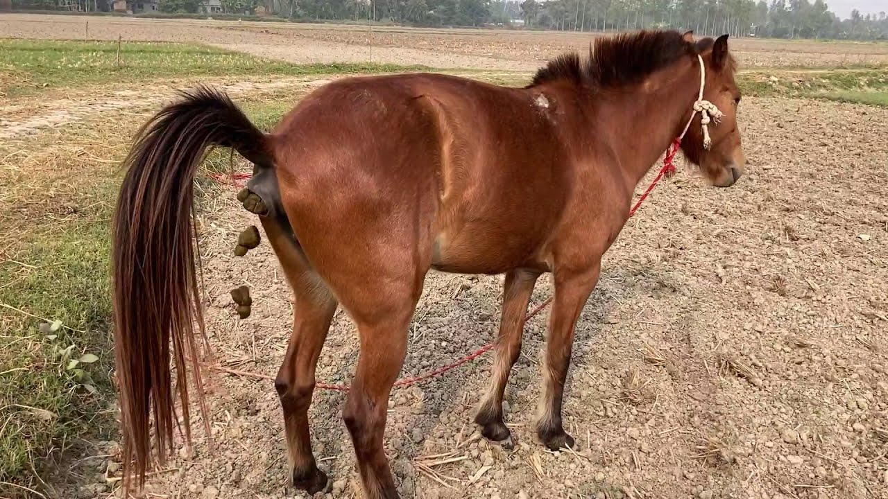 Animal Pooping Funny Horse One Horse Eating Grass On Dry Field