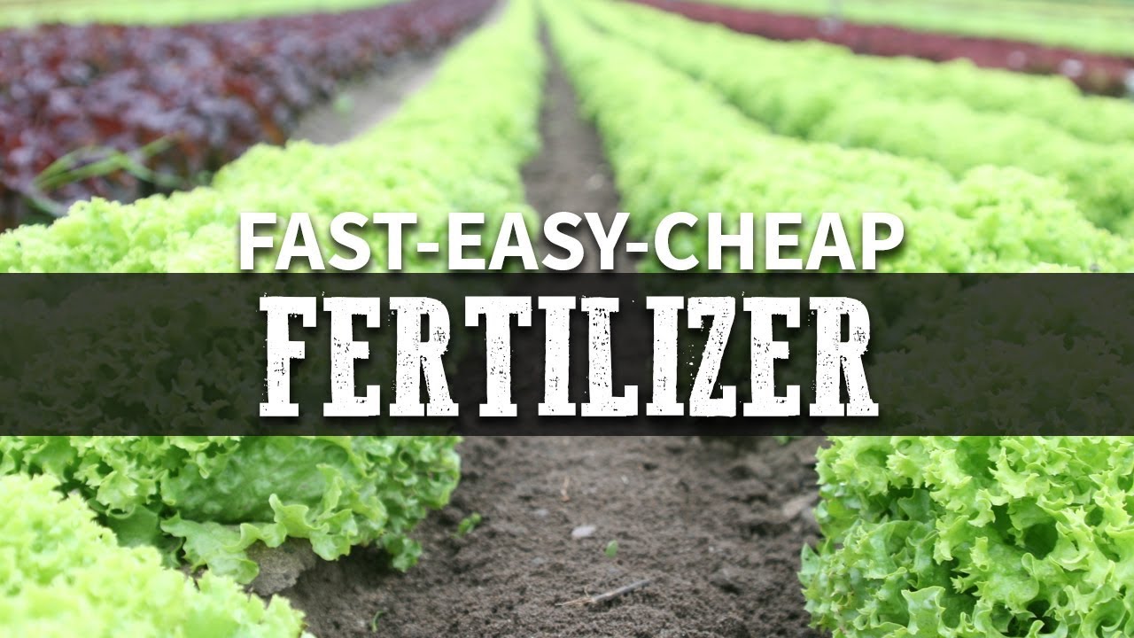 Homemade Fertilizer Youtube