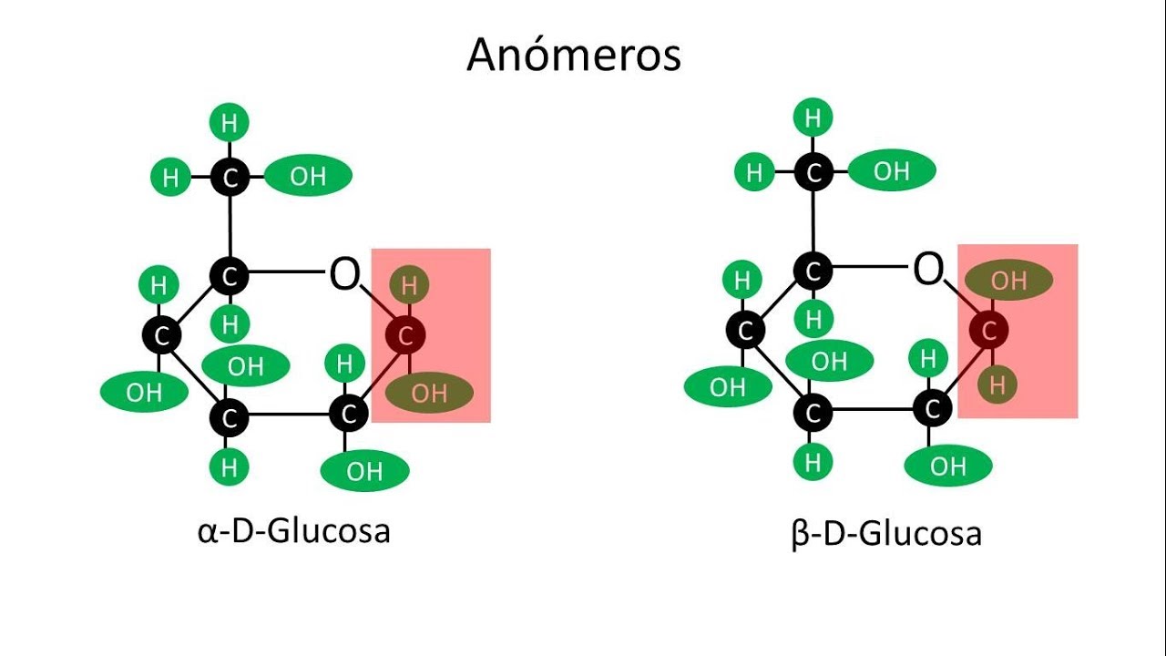 Carbohidratos Anómeros Alfa Y Beta De La Glucosa Youtube