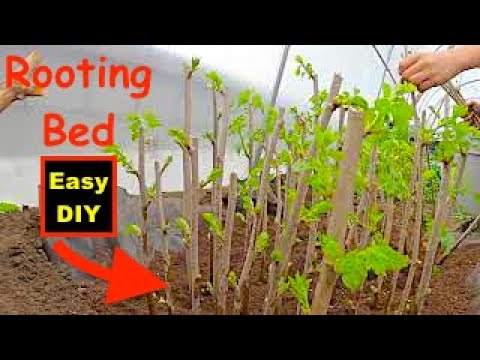Diy Greenhouse Rooting Bed Easy Diy Way To Propagate An Entire Forest
