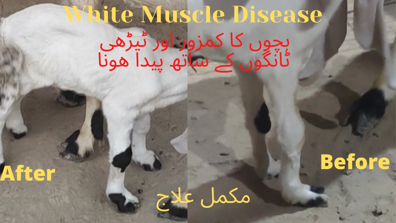 بچوں کی کمزور اور ٹیڑی ٹانگوں کا علاج White Muscle Disease In Goats