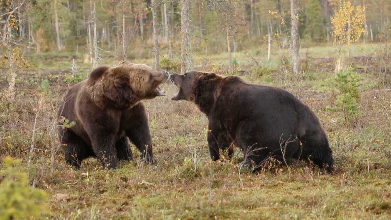 Intense Scrap Between Two Brown Bears Youtube
