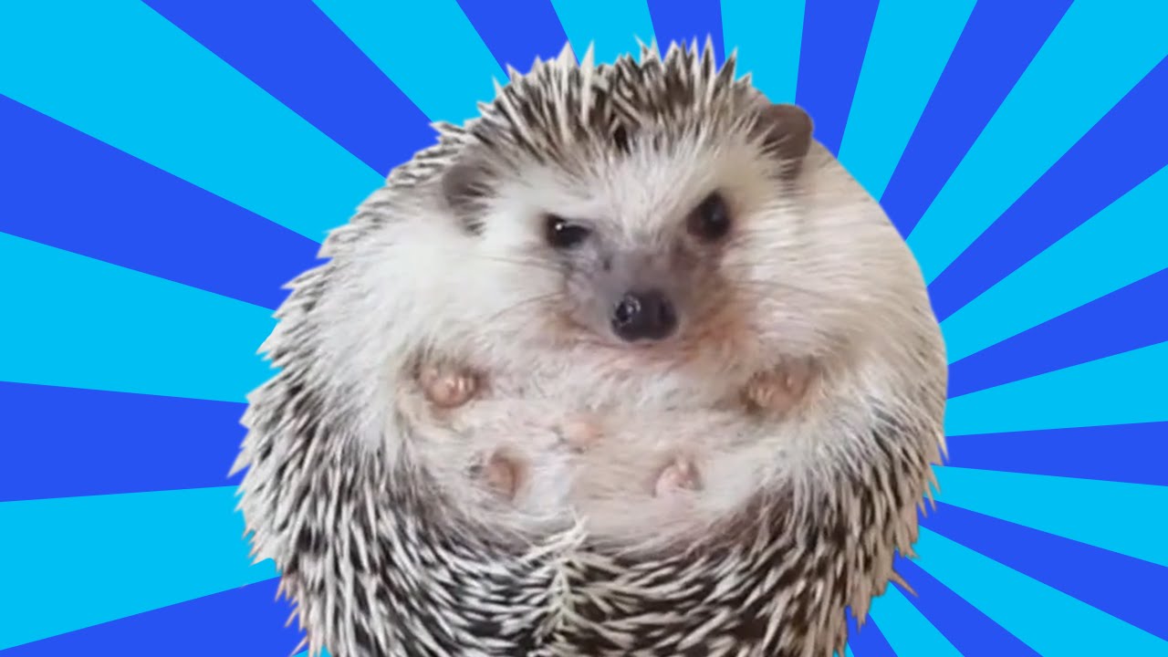 Cute Hedgehogs Compilation Youtube