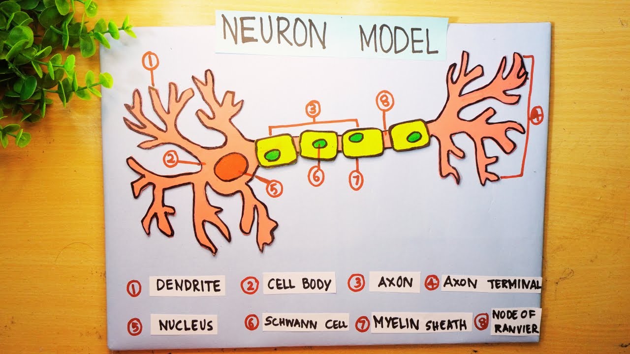 Neuron Structure Model Making Project Diy Science Project Still