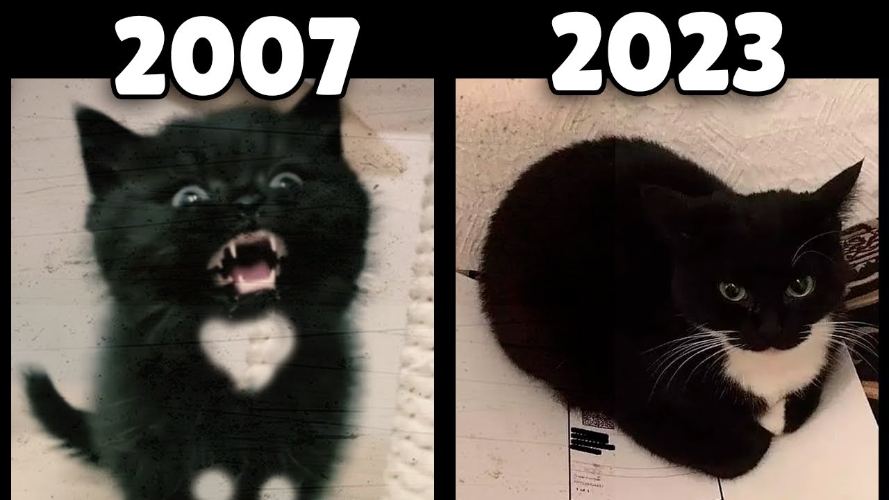 Evolution Of Maxwell The Cat Youtube