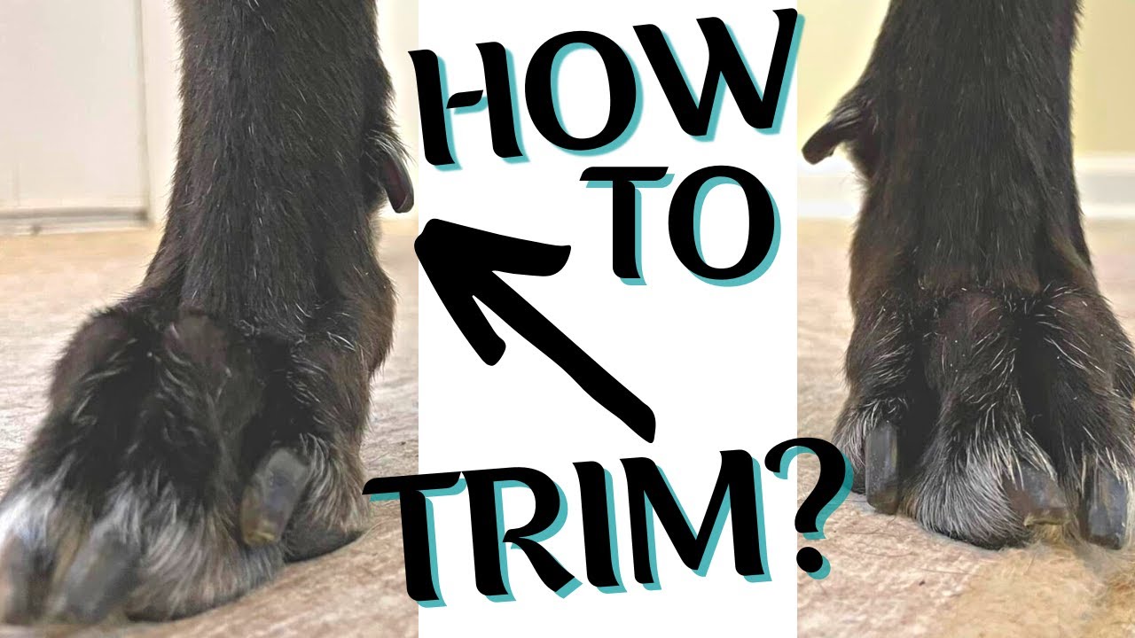 How To Trim The Dew Claws On A Dog Youtube