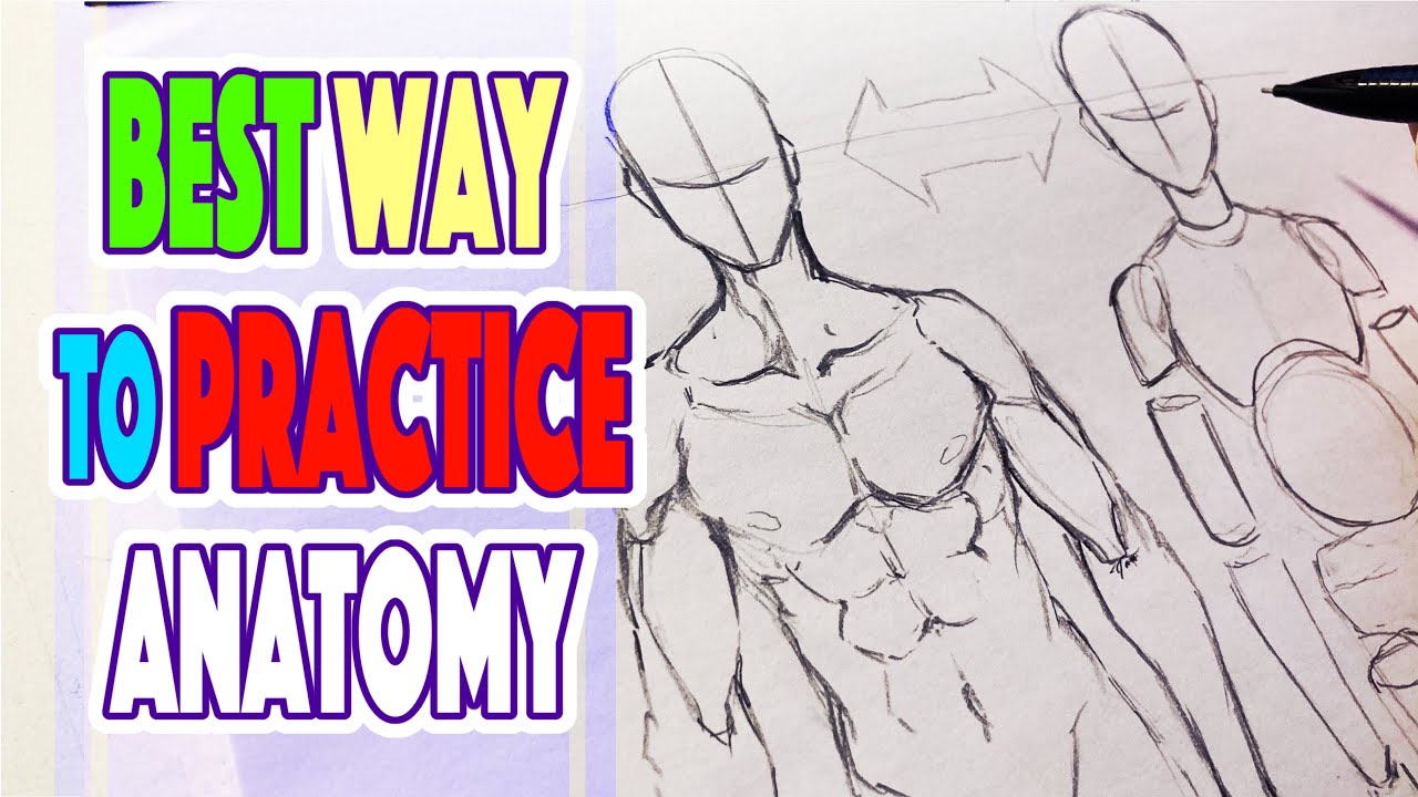 Easiest Way To Draw Anatomy Form Example Download