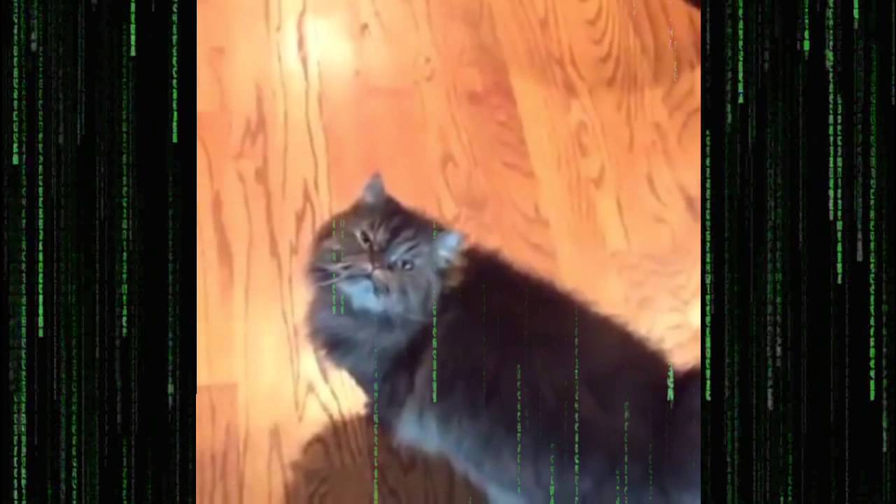 Yass Cat Morpheus The Matrix Yas Youtube