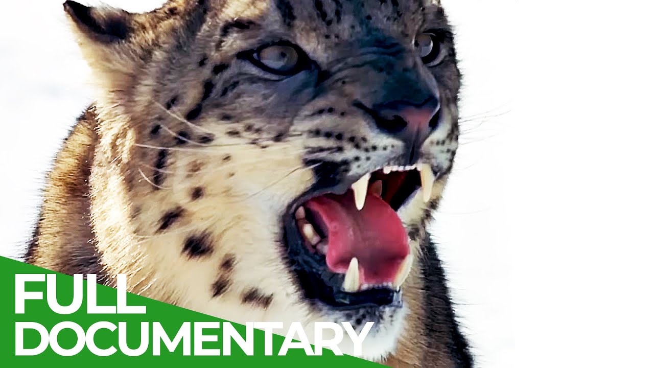 Wildcats Asia Free Documentary Nature Youtube