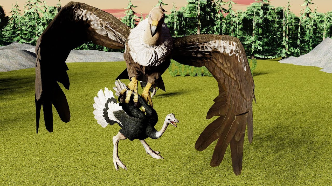 Wild Encounter Vulture Snatches Baby Ostrich A Wildlife Showdown