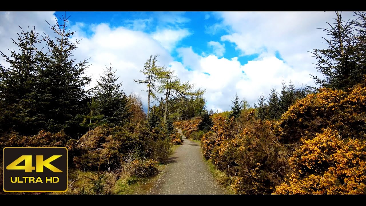 A Relaxing Walk Through Kirkhill Forest Scotland Countryside 4k Youtube