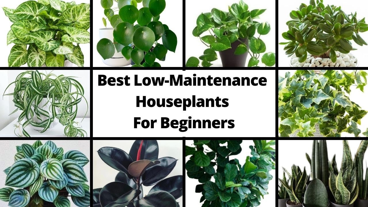 Easy Low Maintenance Houseplants At Cindy Larson Blog