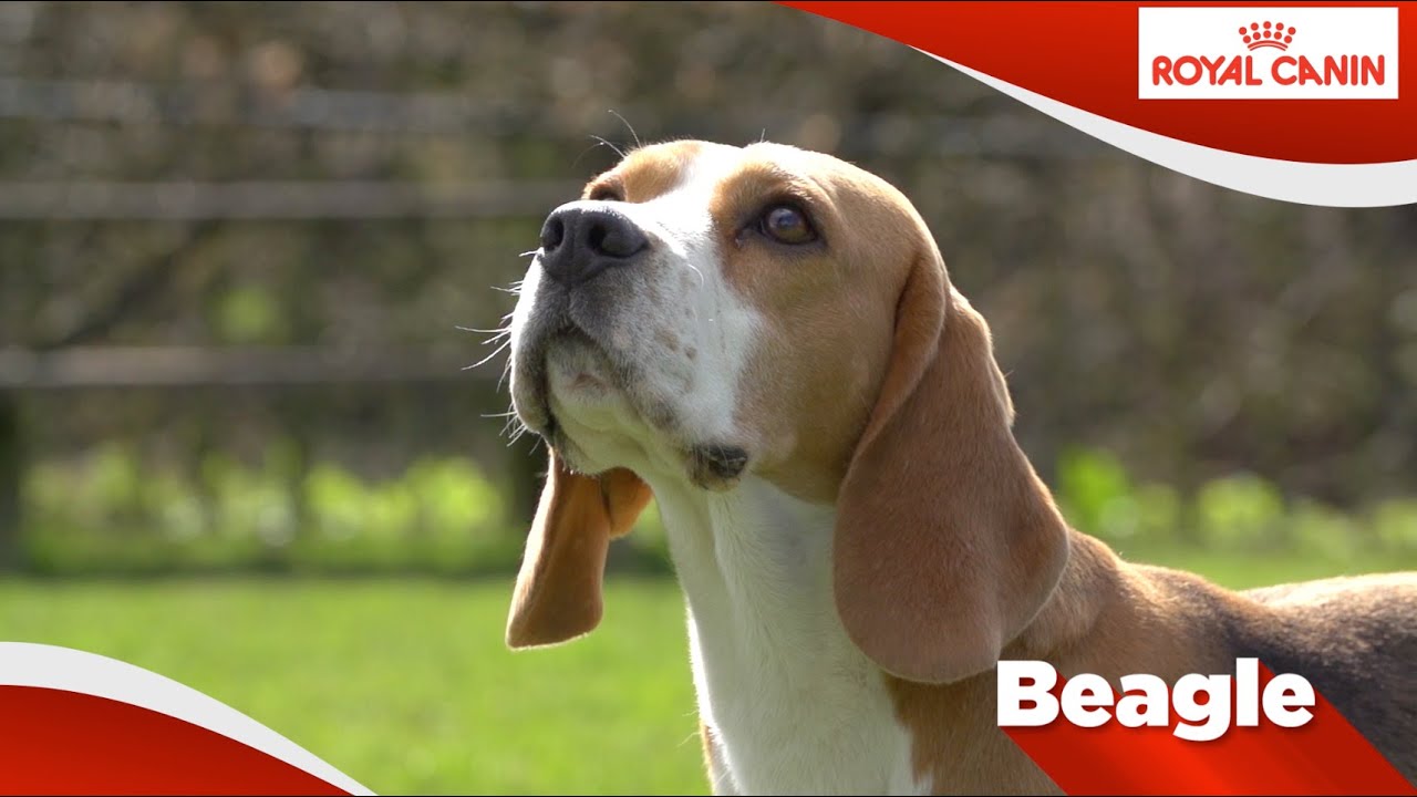 Beagle Youtube