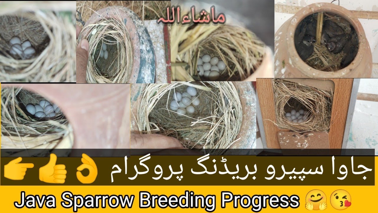 Breeding Progress Java Sparrow Youtube