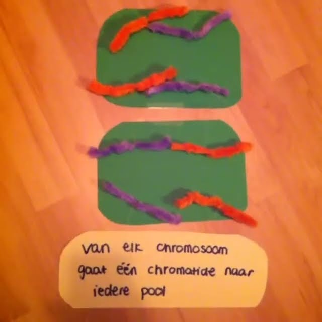 Meiose Uitleg Deel 2 Youtube