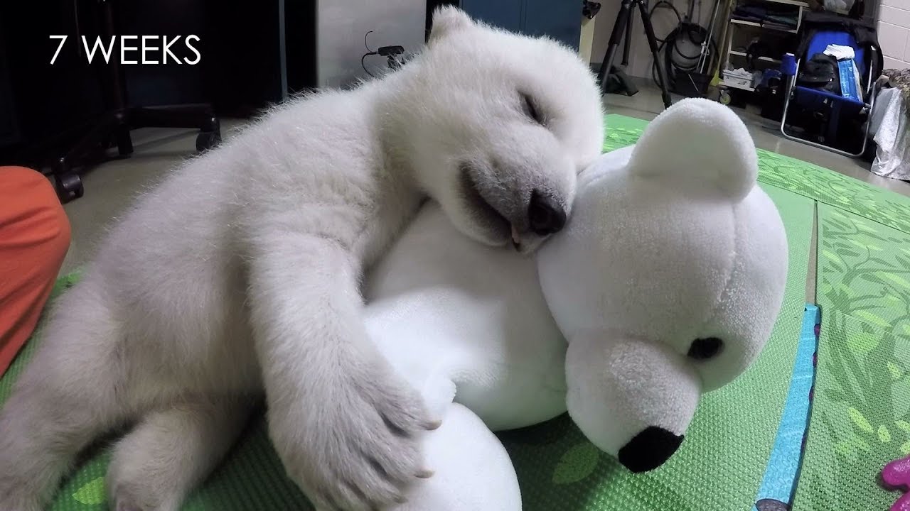 Nora The Polar Bear Cub Growing Up Youtube