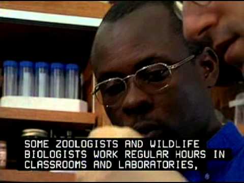 Zoologists And Wildlife Biologists 19 1023 00 01 Youtube