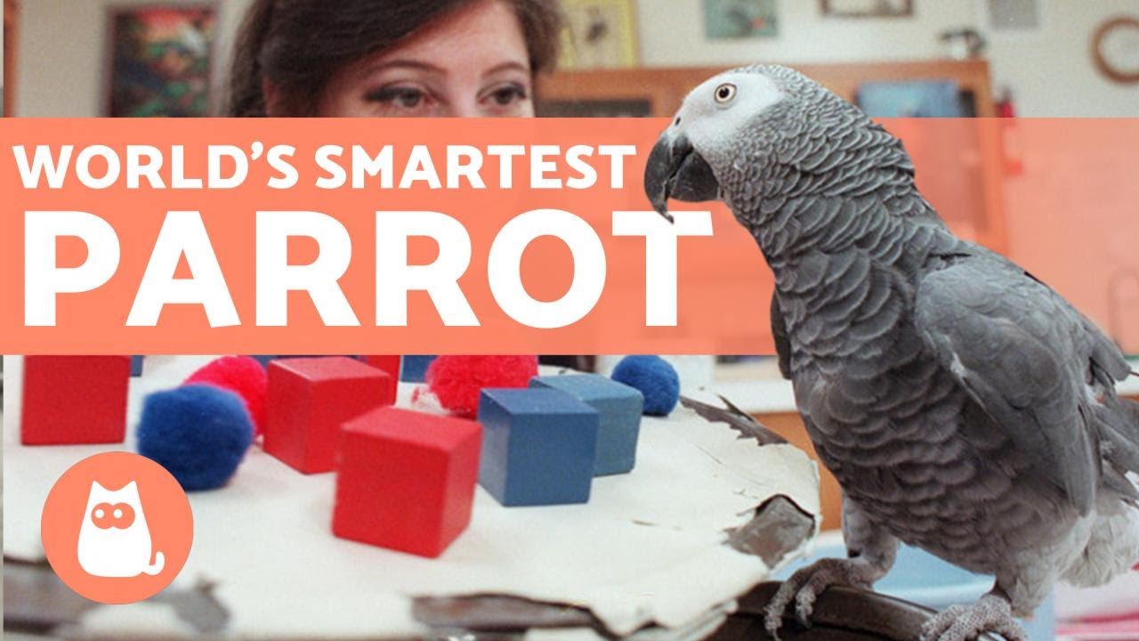 The Smartest Parrot In The World рџ њрџ Alex The African Gray Youtube