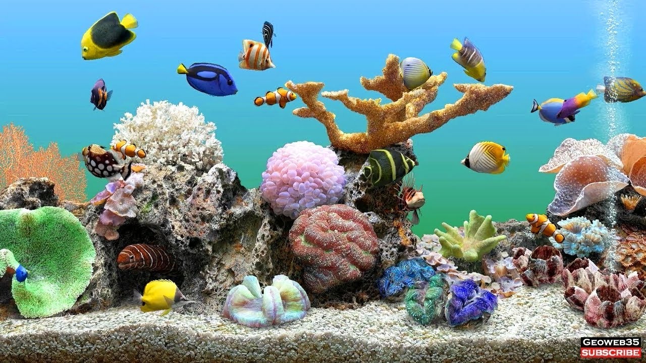 Aquarium Screen Saver Windows 11 At Pamela Mcdonald Blog
