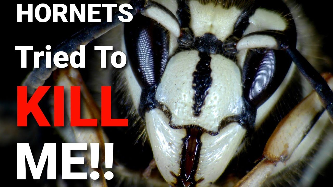 Bald Faced Hornets Tried To Swarm And Kill Me Youtube