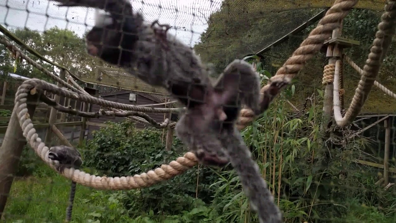 Reaseheath Zoo Youtube