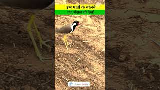 Beautiful Bird Tatiri Kitna Shor Karti Hai Kabhi Kabhi Sangeet Mp3 ...