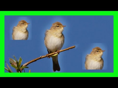Willow Warbler Song Willow Warbler Call Sound Mosquitero Musical