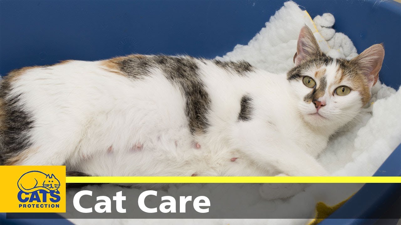Caring For Pregnant Cats Housepetscare