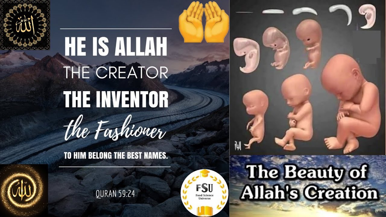 The Beauty Of Allah Creation He Is Allah The Creator The Inventor The