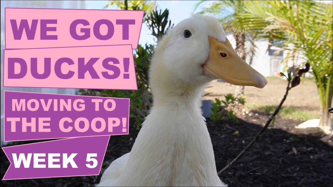 We Got Ducks Week 5 Youtube