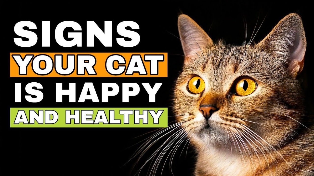 10 Signs Your Cat Is Happy And Healthy Youtube