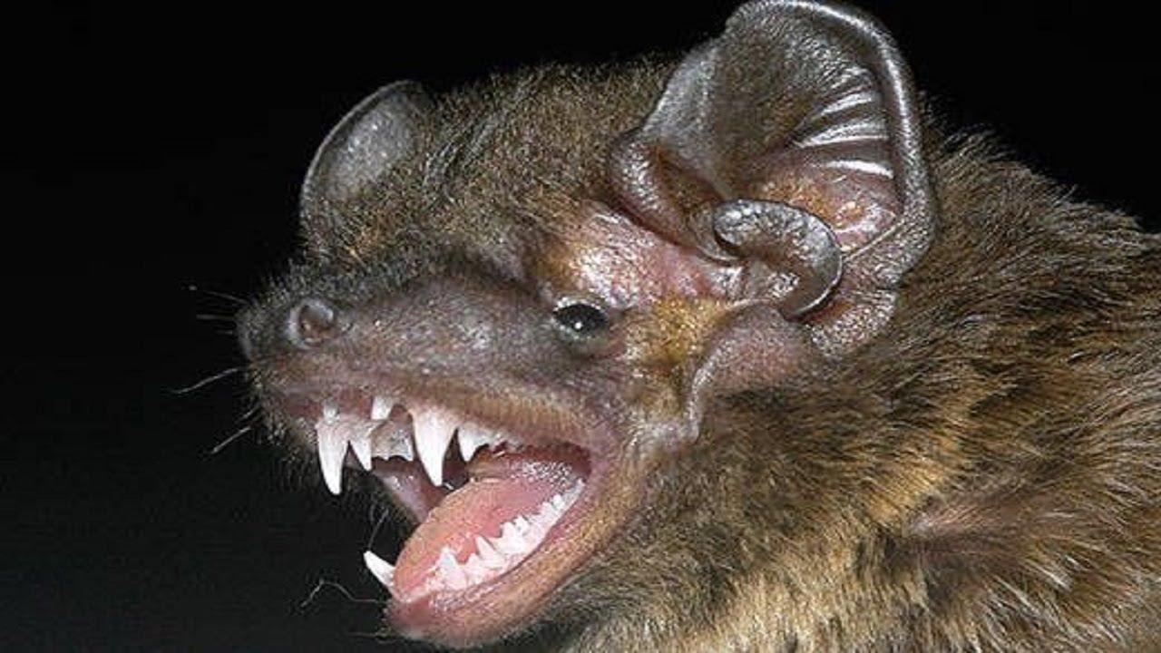 Bat Sounds Noises Youtube