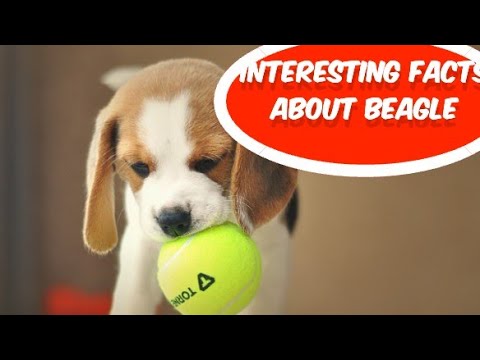 Interesting Facts About Beagle Youtube