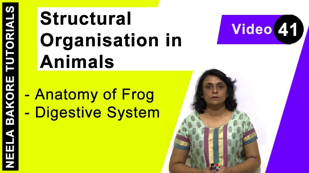 Structural Organisation In Animals Neet Anatomy Of Frog Digestive