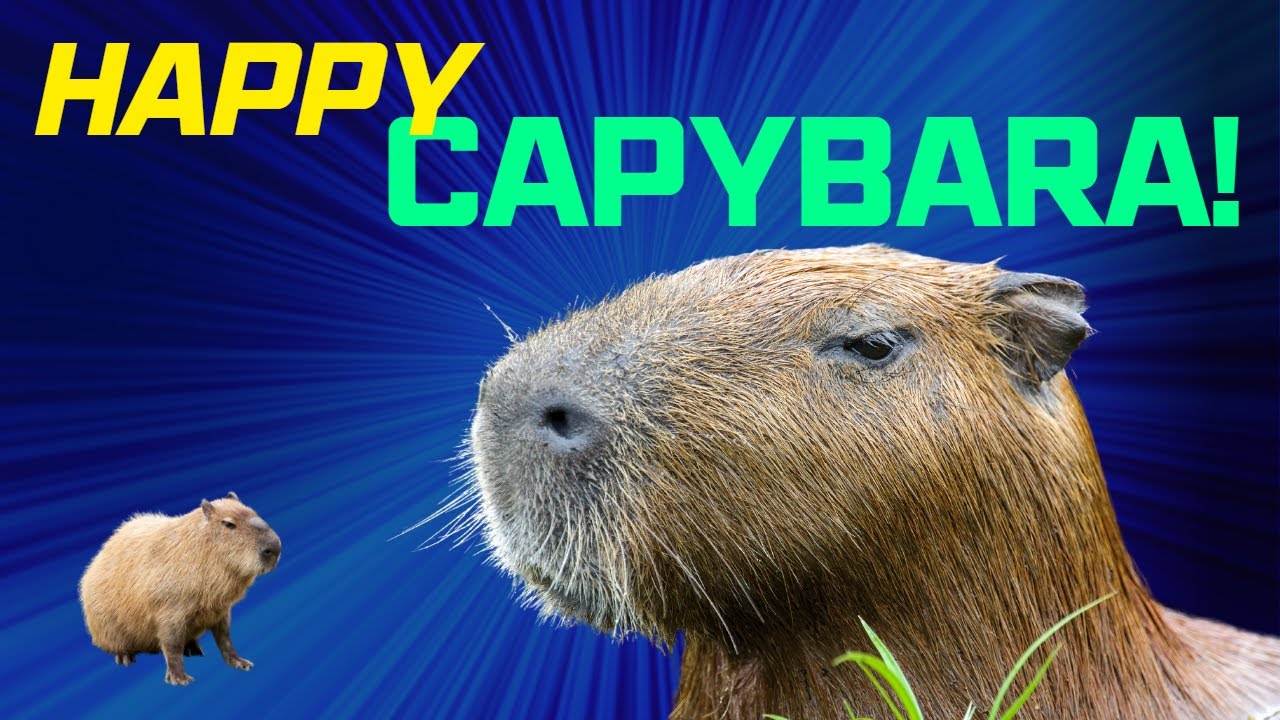 Happy Capybara Song Youtube