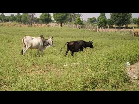 Very Nice Cow Mating Bull Cow Mating Video Try By Village Youtube