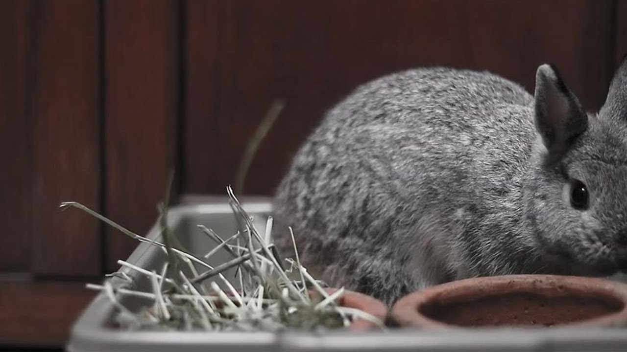 Potty Train Your Rabbit At Lenore Schwartz Blog