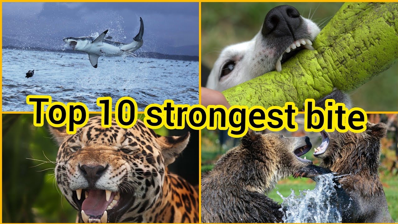 Top 10 Animals With Most Powerful Bites In The World Youtube