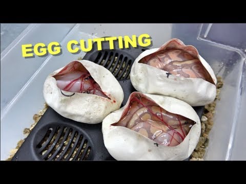 More Ball Python Egg Cutting What Did We Hatch Youtube