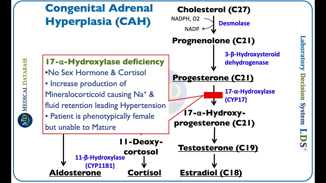 Congenital Adrenal Hyperplasia Pathway