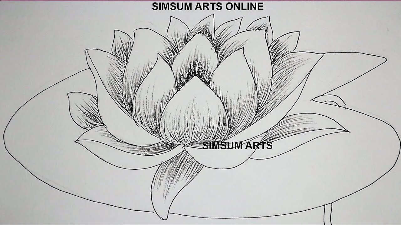How To Shade A Lotus Flower Best Flower Site