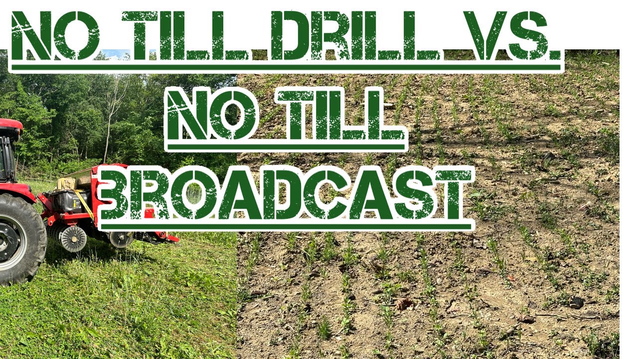 No Till Drill Vs Broadcast Side By Side Comparison In A Drought