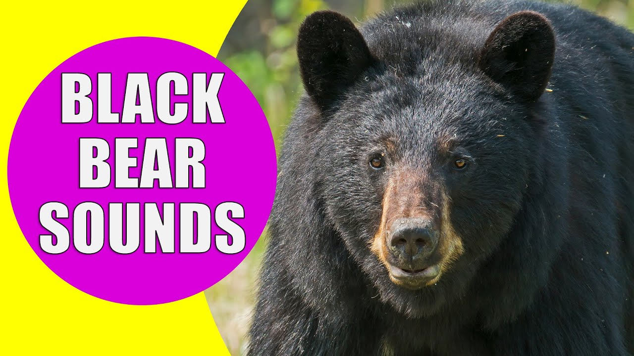 Black Bear Sounds Learn Animals With Kiddopedia Shorts Youtube