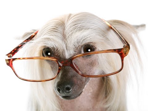 Top 5 Weirdest Dogs Youtube