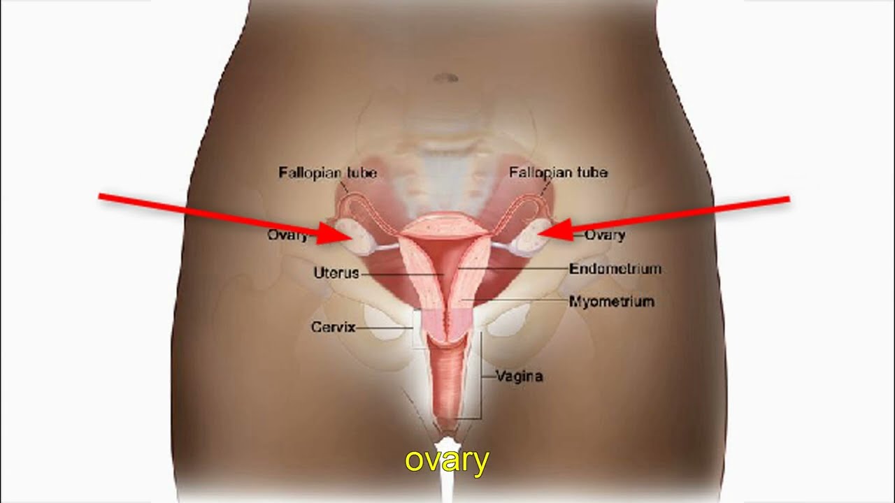 Female Body Parts Name With Picture Human Body Parts Stock Photos