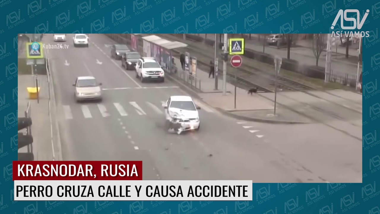 En Rusia Un Perro Causa Accidente Al Cruzar La Calle Youtube
